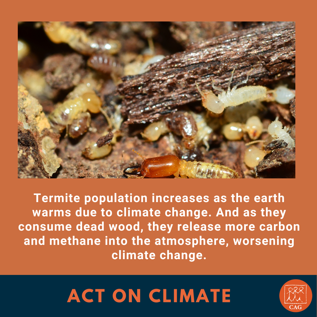 Climate Change - Termite destruction in aggravated | CAG