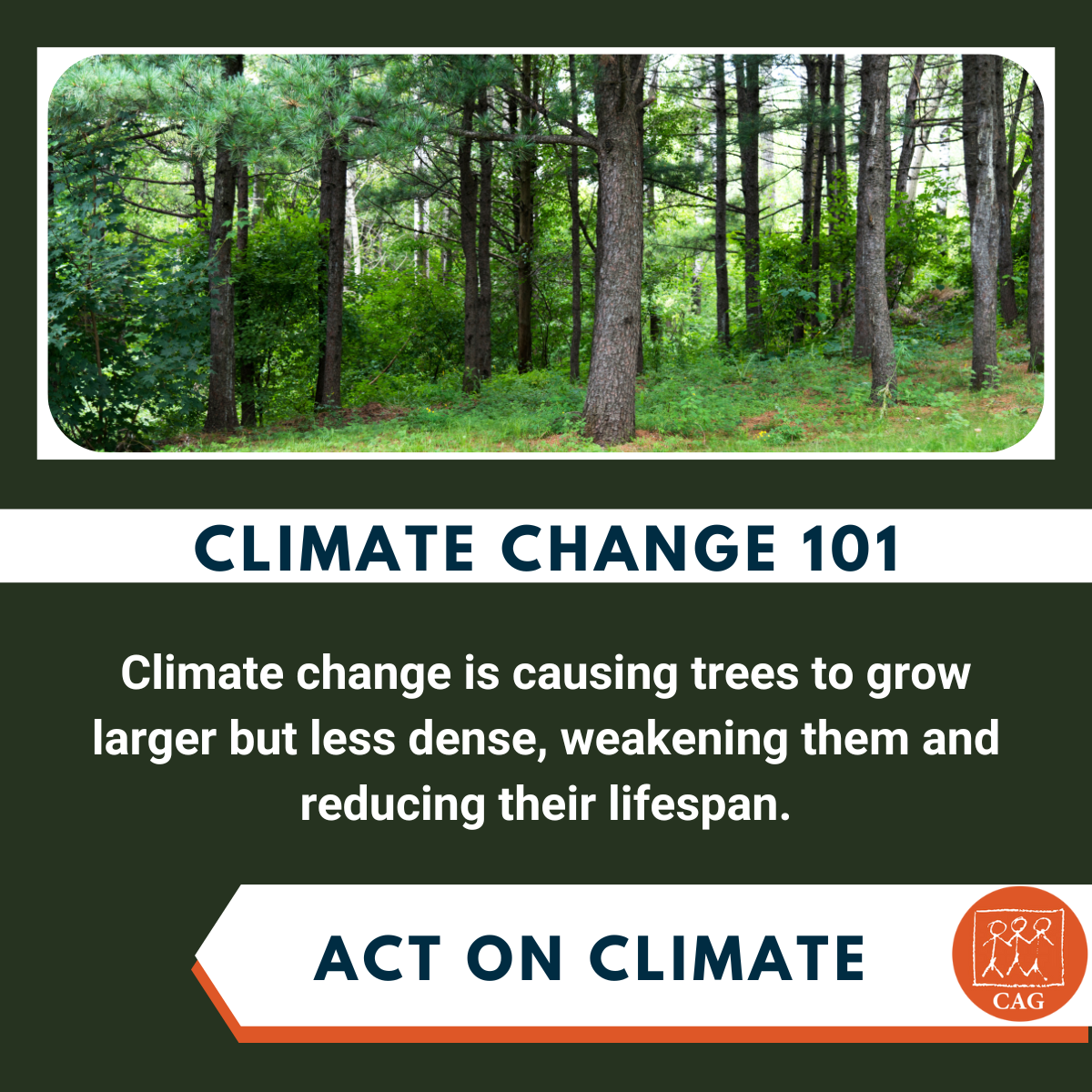 Climate Change - Impact on Trees | CAG