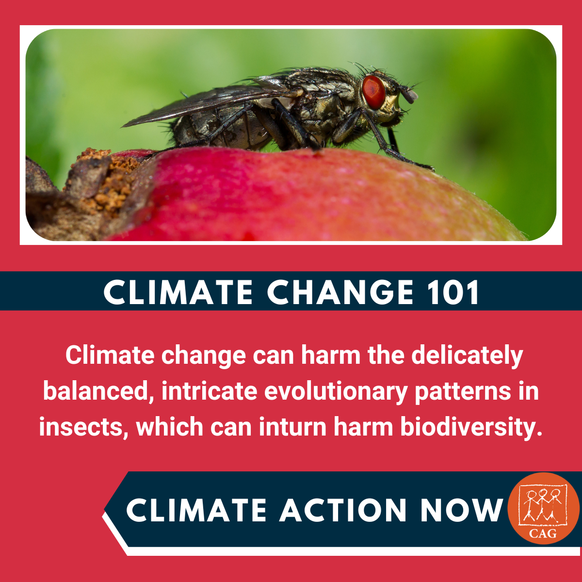 Climate Change: Impact on insects evolution | CAG