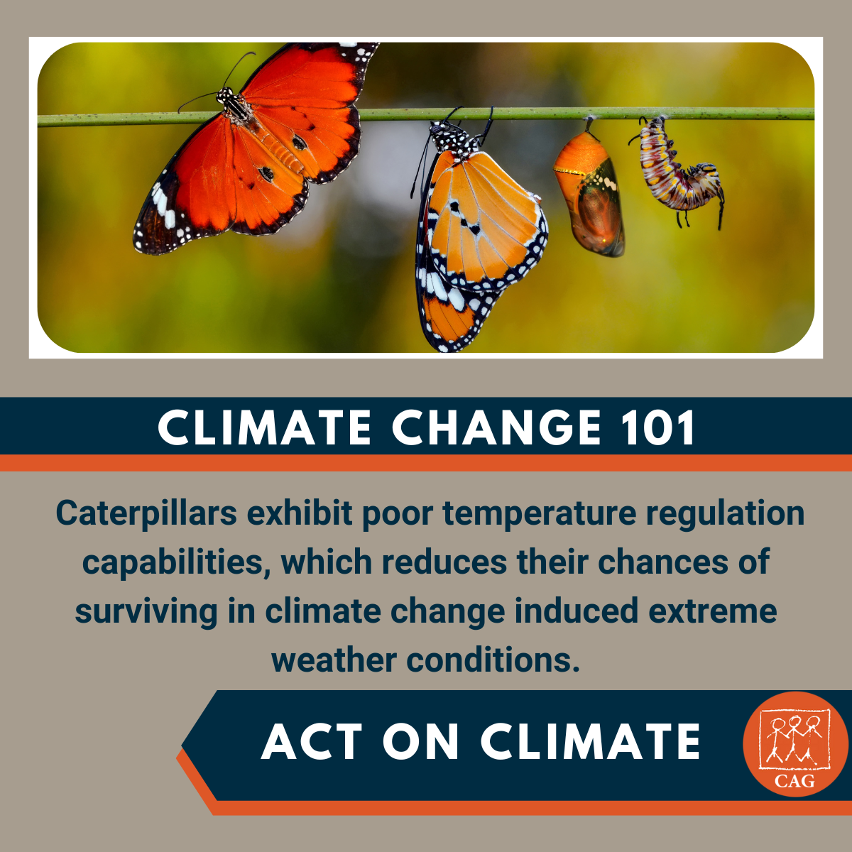 Climate Change - Impact on caterpillars | CAG